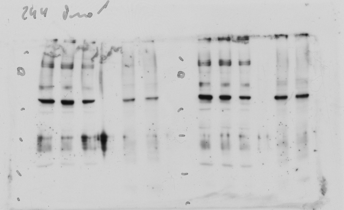 What it takes to visualise biology – life (with) science